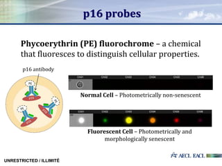 Cellular Senescence Presentation | PPTX