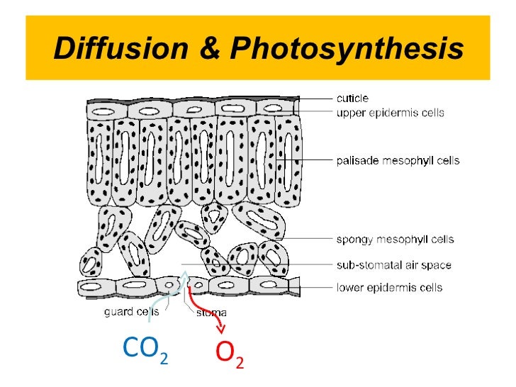 2.4 Cell Membrane And Transport