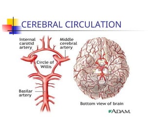 24 Cerebral blood flow autoresponder and regulation.ppt