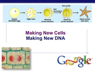 24 Dna Mitosis | PPT | Biological Sciences | Science