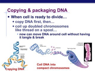 24 Dna Mitosis | PPT | Biological Sciences | Science