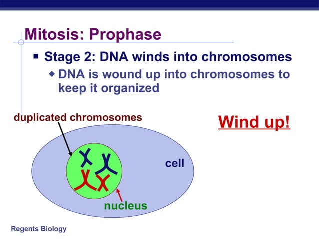24 Dna Mitosis | PPT | Biological Sciences | Science