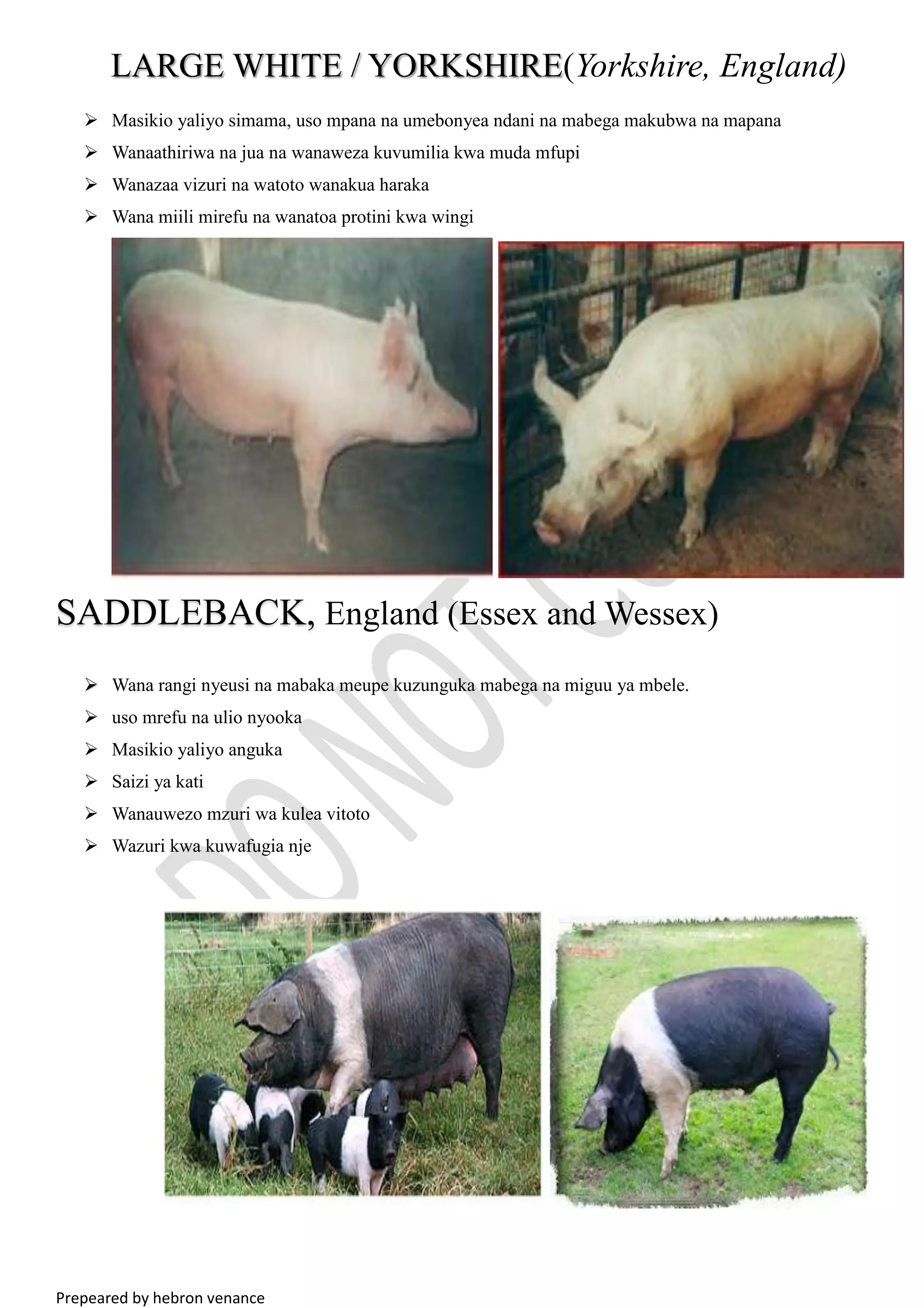 Nguruwe ni mnyama mwenye faida | PDF