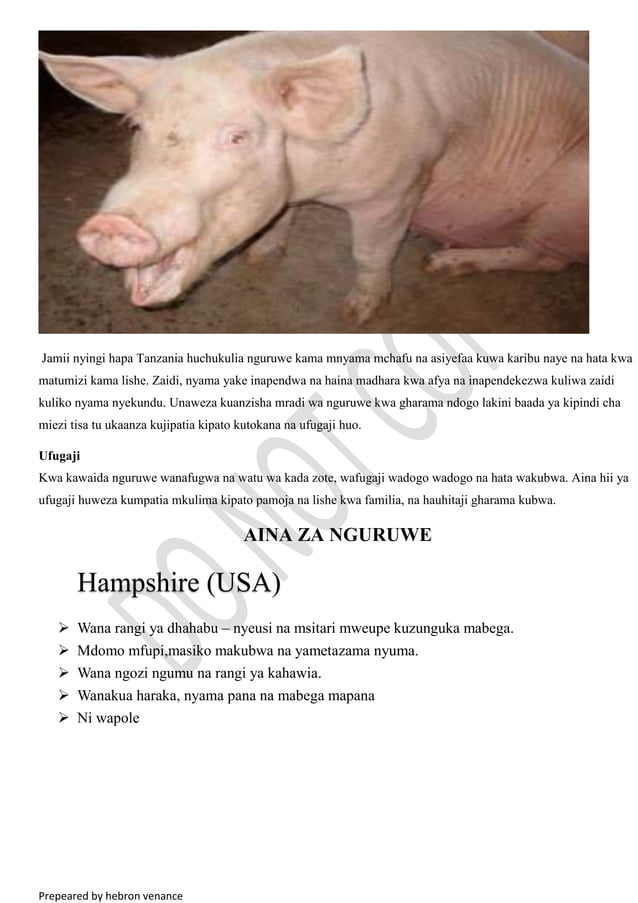 Nguruwe ni mnyama mwenye faida | PDF