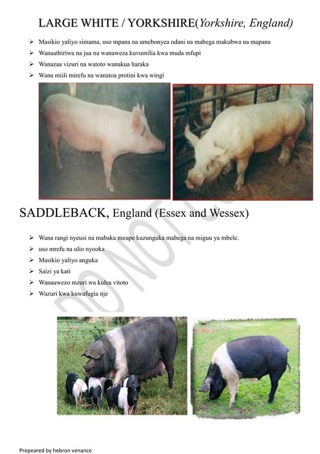 Nguruwe ni mnyama mwenye faida | PDF