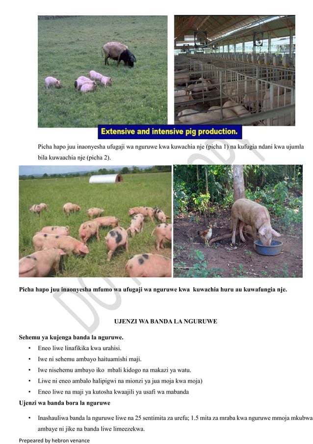 Nguruwe ni mnyama mwenye faida | PDF