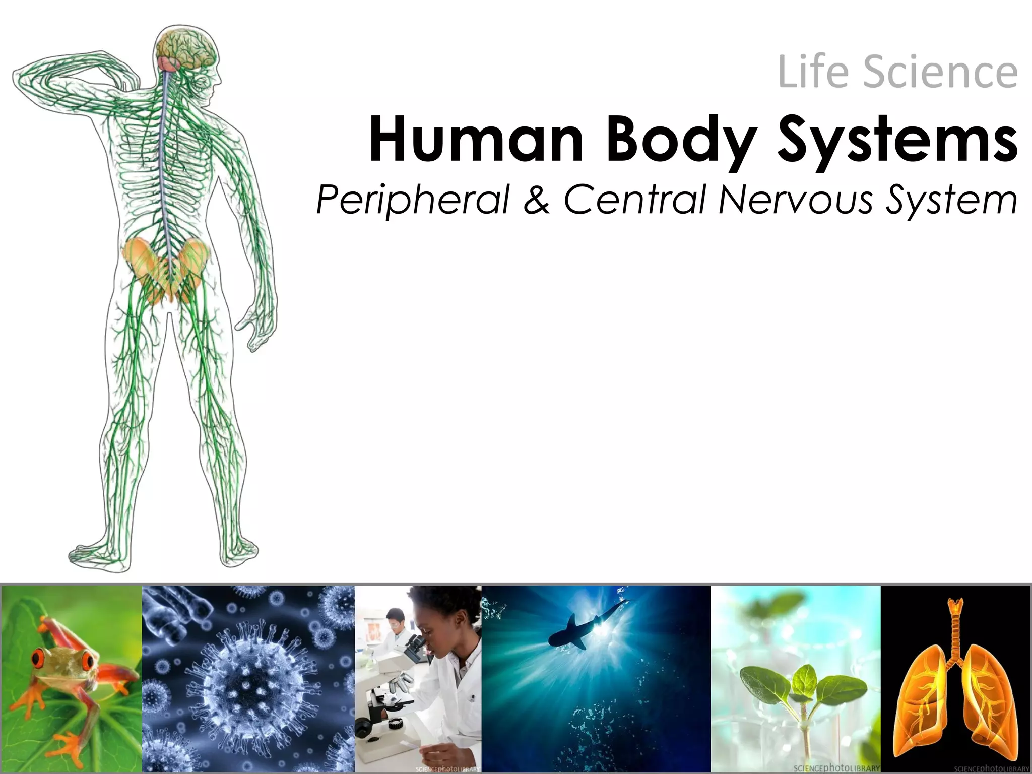 The Nervous System: CNS & PNS | PPT