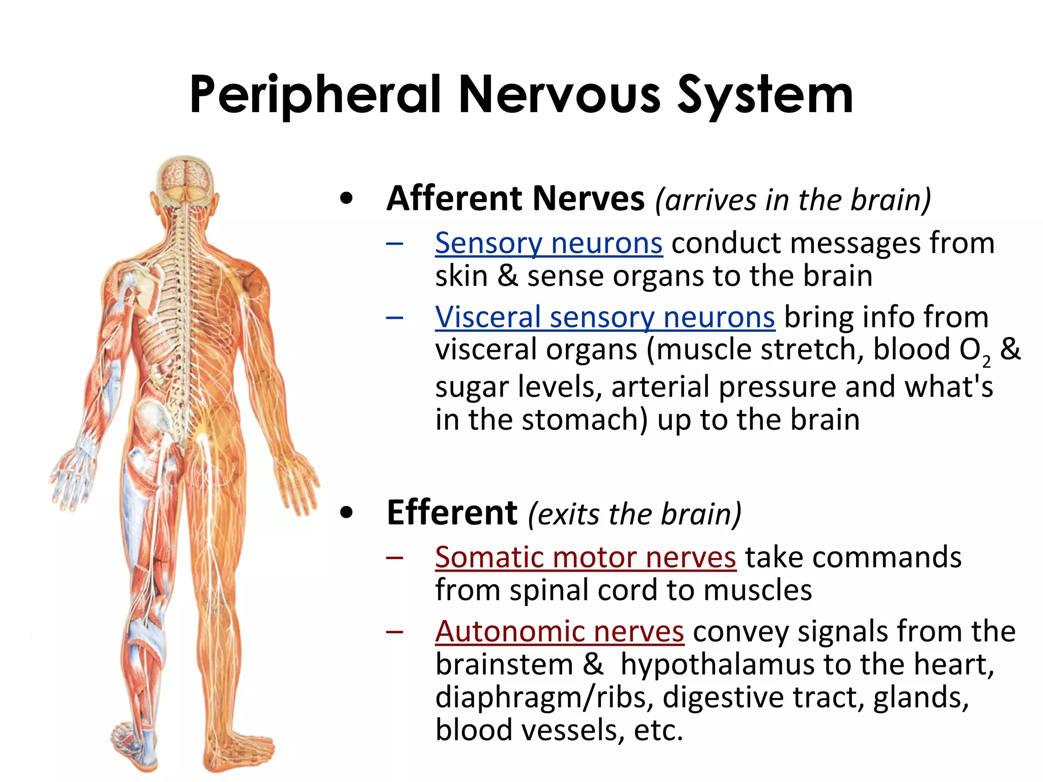 The Nervous System: CNS & PNS | PPT