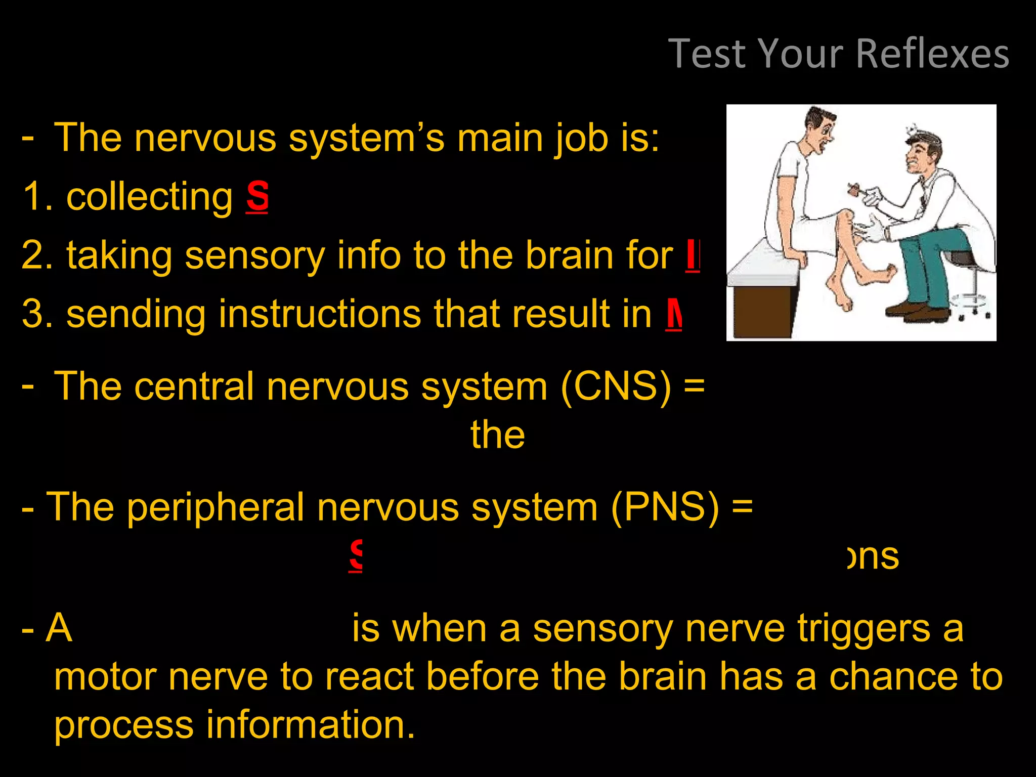 The Nervous System: CNS & PNS | PPT