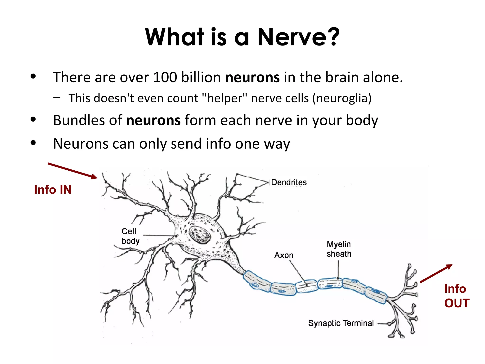 The Nervous System: CNS & PNS | PPT