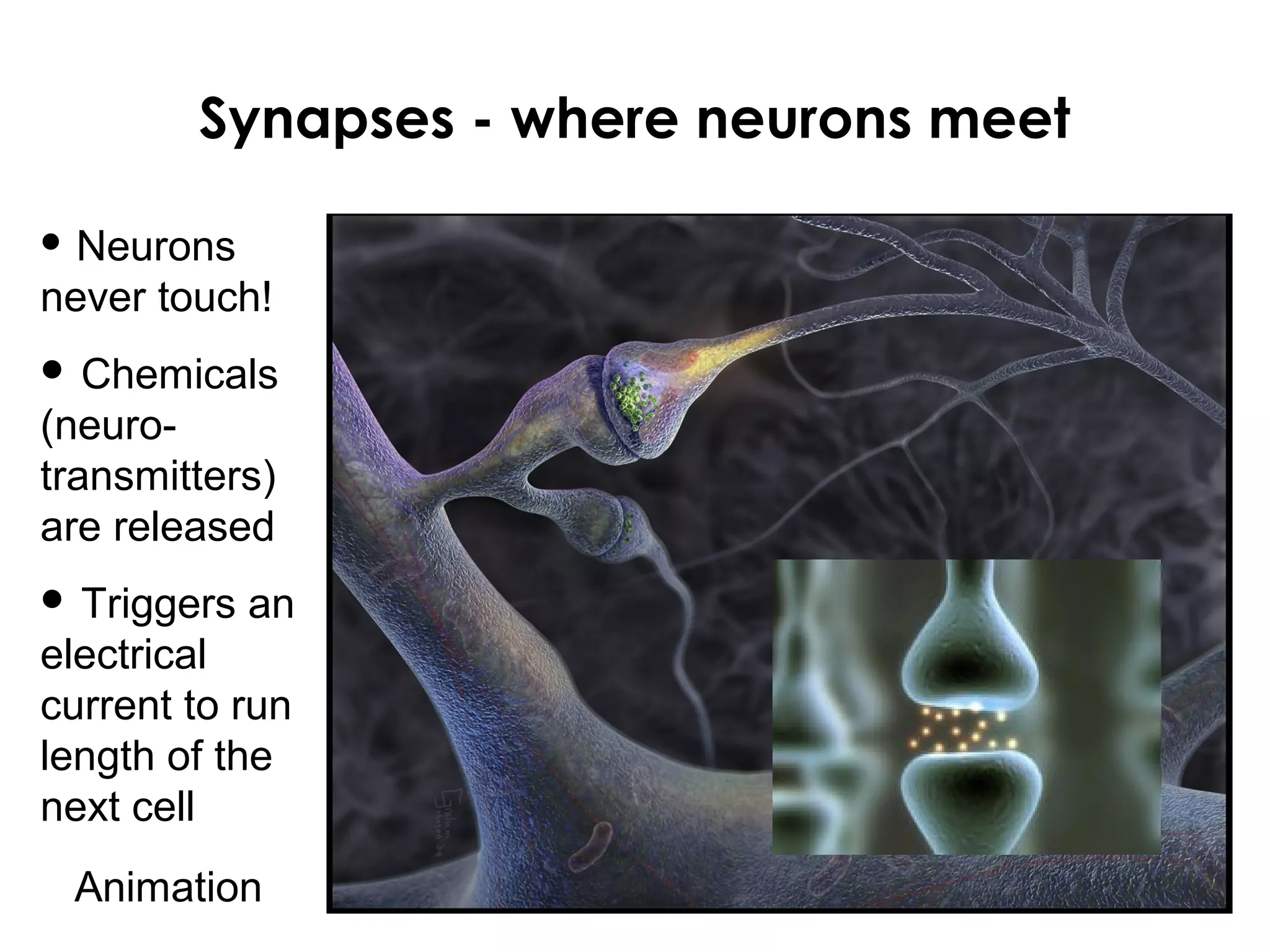 The Nervous System: CNS & PNS | PPT
