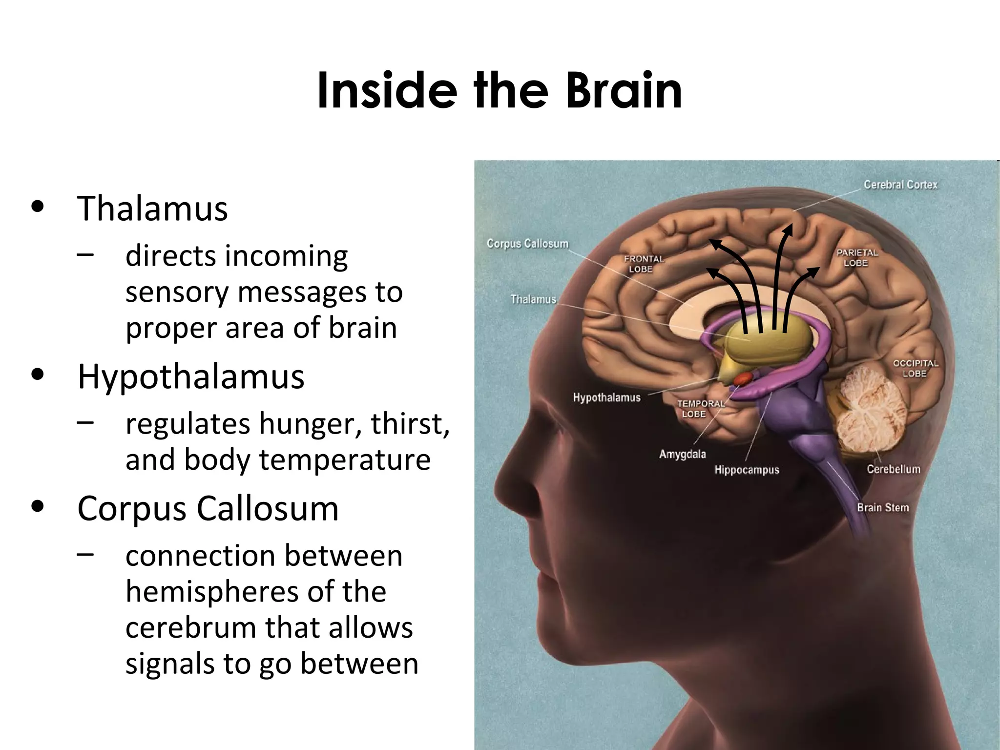 The Nervous System: CNS & PNS | PPT