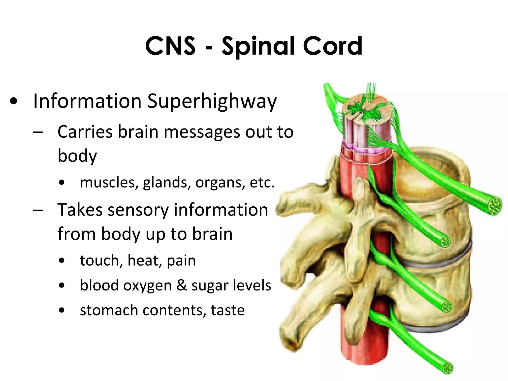 The Nervous System: CNS & PNS | PPT