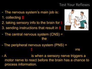 The Nervous System: CNS & PNS | PPT