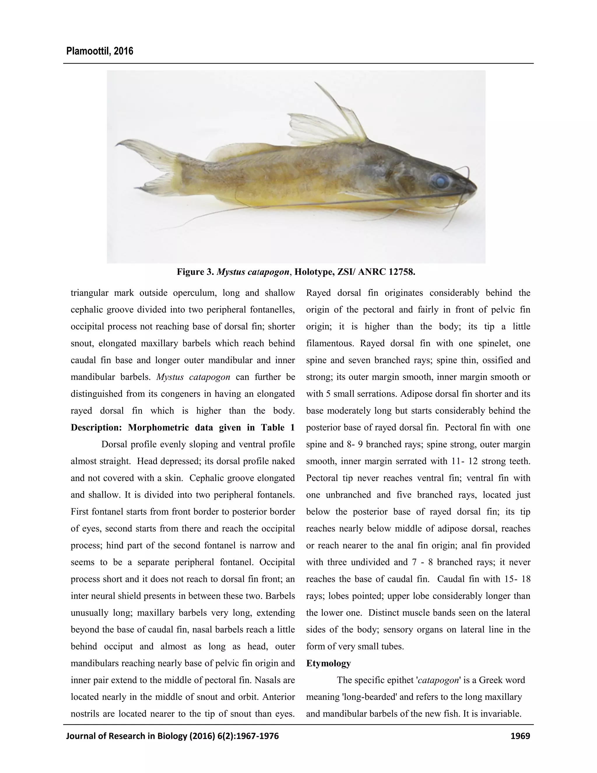 25. 5. 16. mystus catapogon, new species - article published | PDF