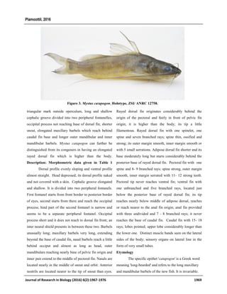25. 5. 16. mystus catapogon, new species - article published | PDF ...