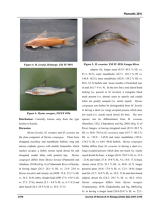 25. 5. 16. mystus catapogon, new species - article published | PDF ...