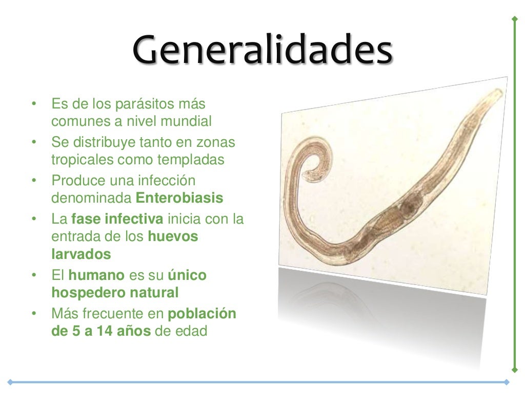 Enterobius vermicularis