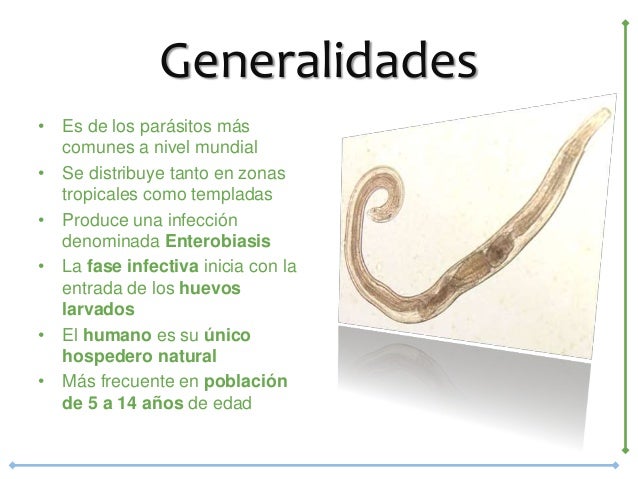 Enterobius Vermicularis Ciclo De Vida Cdc Enterobius Vermicularis