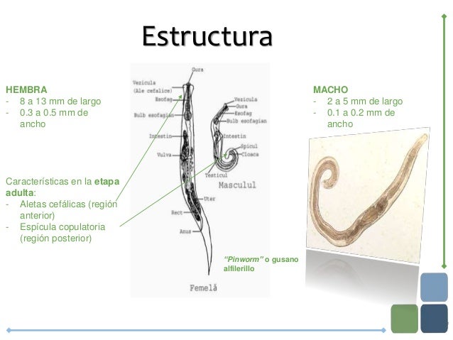 Enterobius vermicularis