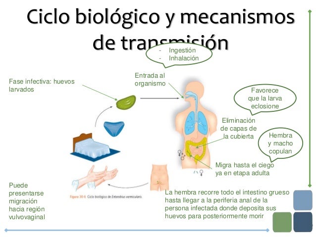 Enterobius vermicularis