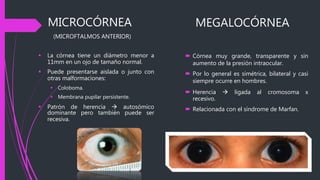 Oftalmogenética | PPT