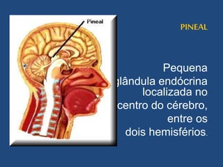Epífise ou Glândula Pineal | PPSX