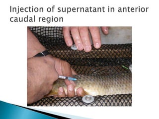 Hypophysation | PPTX