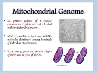 Mitochondrial DNA | PPT