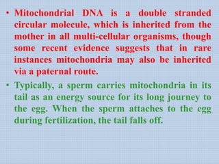 Mitochondrial DNA | PPT