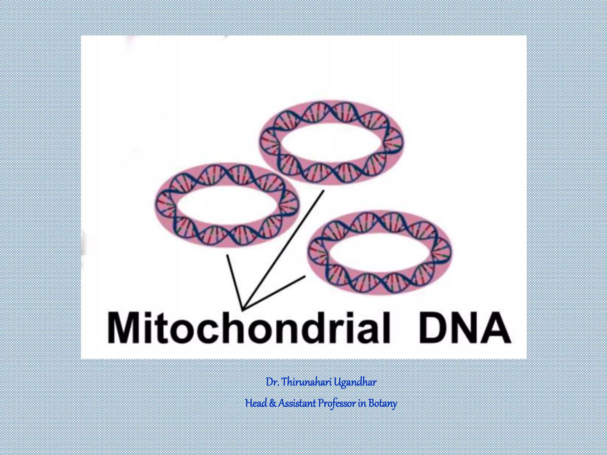 Mitochondrial dna | PPT