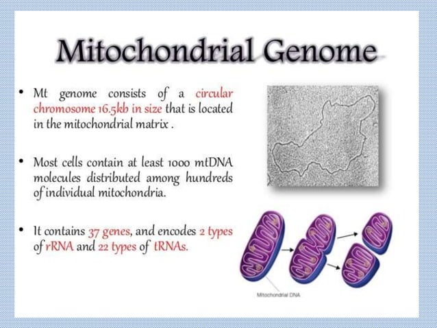 Mitochondrial dna | PPT