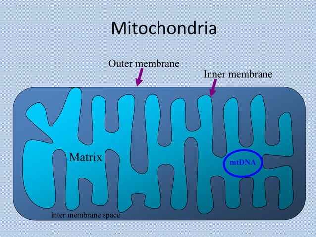 Mitochondrial dna | PPT
