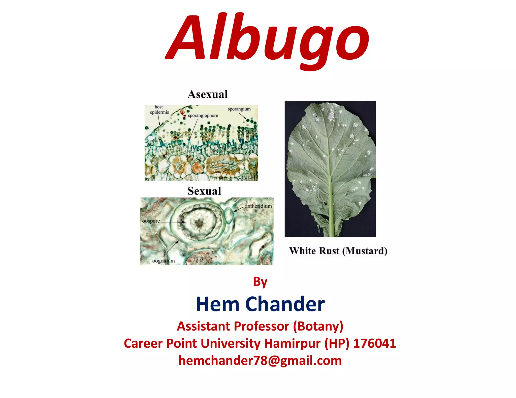 25. Albugo.pdf
