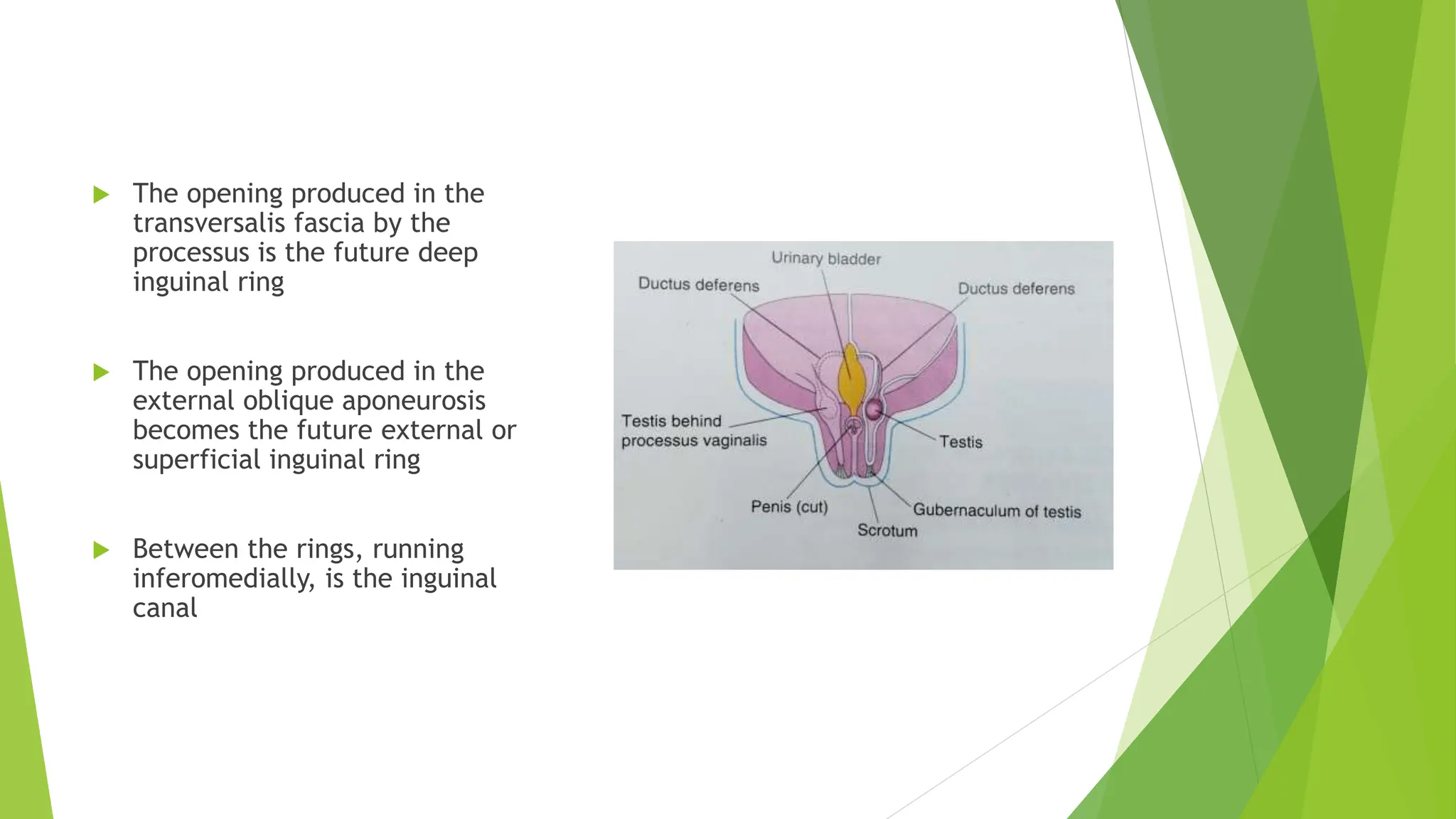 25. Development of the Inguinal Canal.pptx