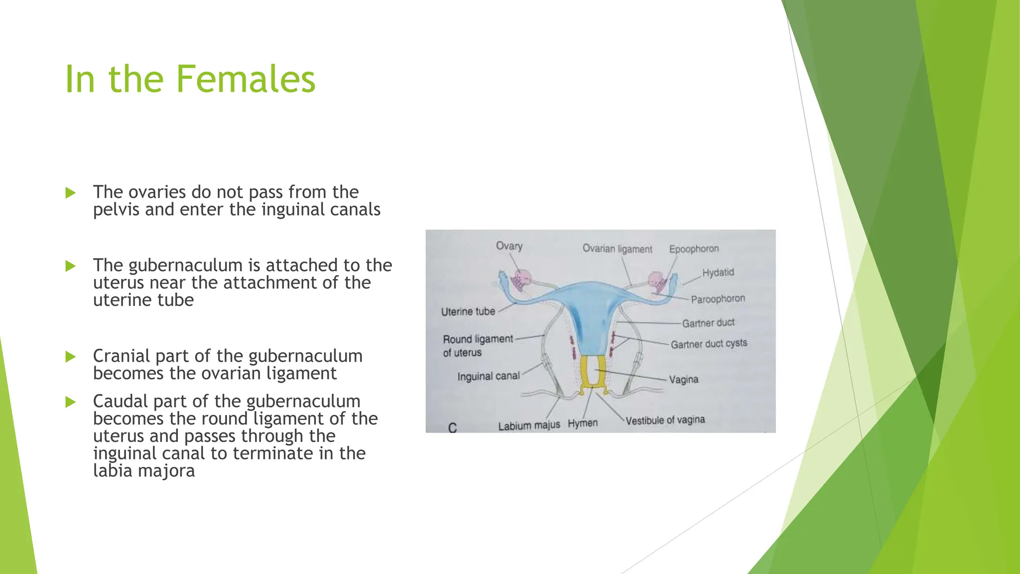 25. Development of the Inguinal Canal.pptx