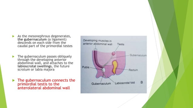 25. Development of the Inguinal Canal.pptx | Reproductive Health ...
