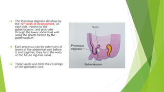 25. Development of the Inguinal Canal.pptx