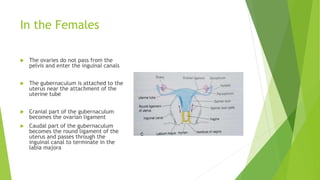 25. Development of the Inguinal Canal.pptx