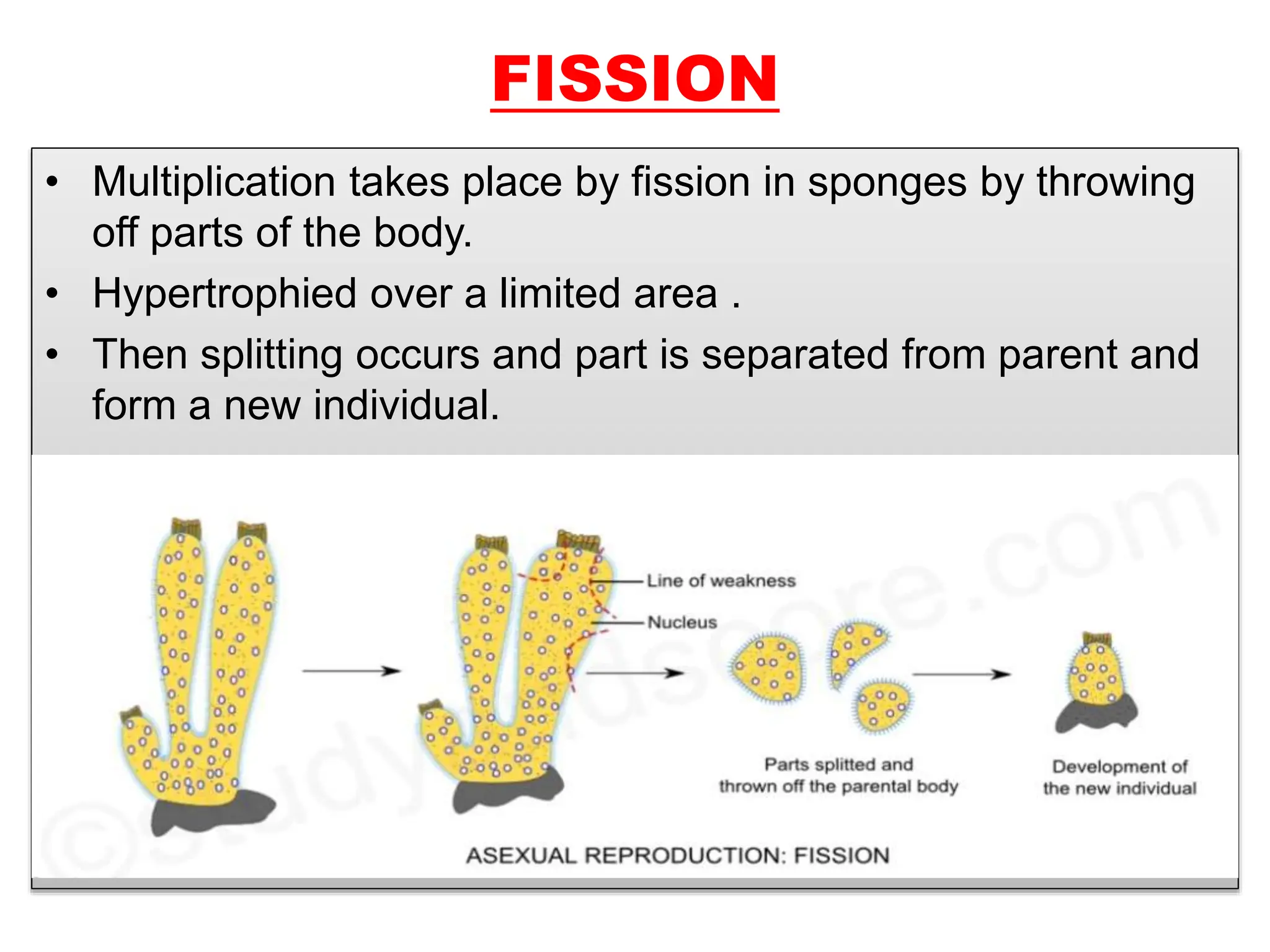 ANOOP KUMAR REPRODUCTION AND REGENRATION IN SPONGES.pptx