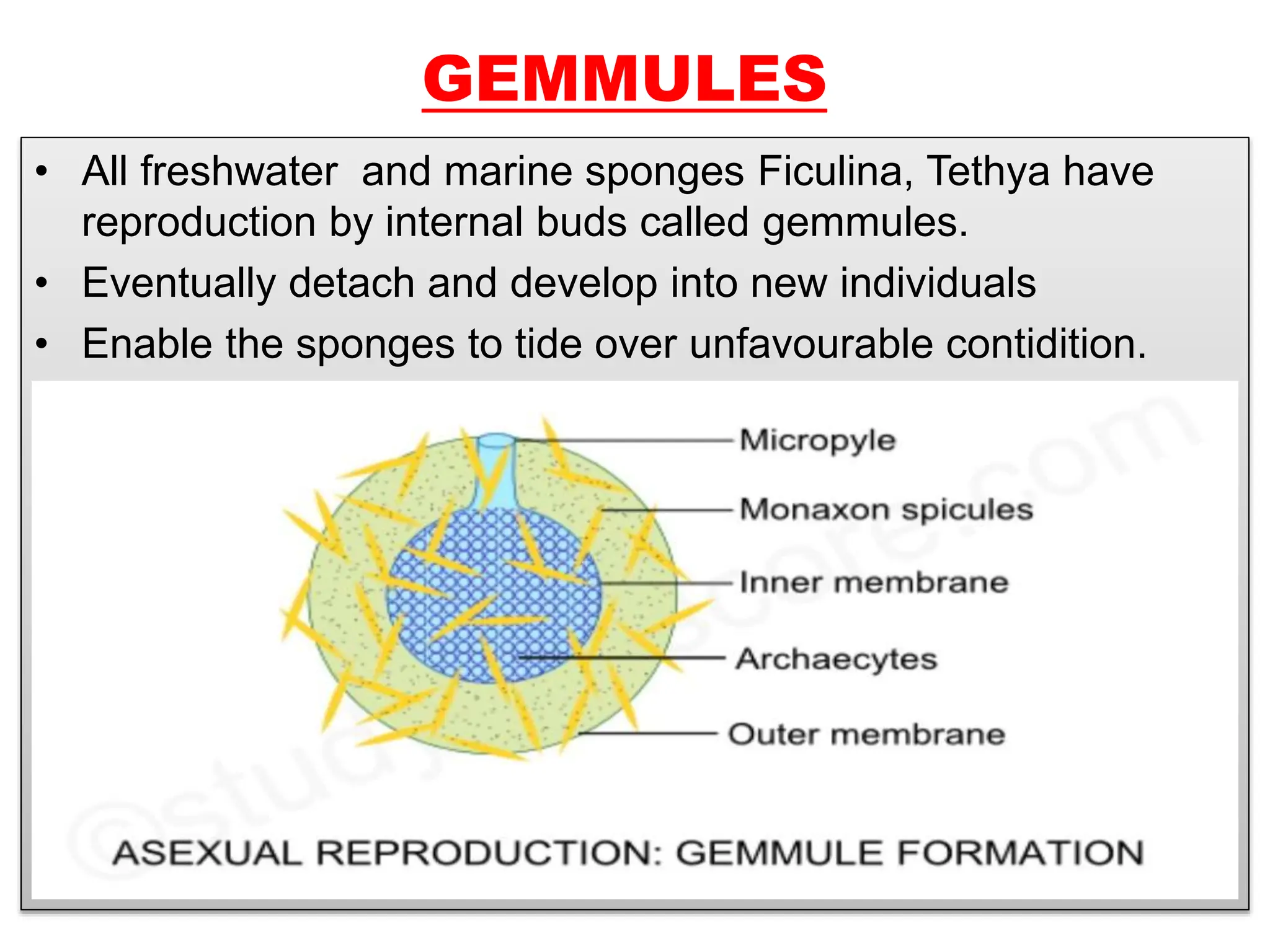 ANOOP KUMAR REPRODUCTION AND REGENRATION IN SPONGES.pptx