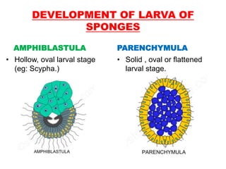 ANOOP KUMAR REPRODUCTION AND REGENRATION IN SPONGES.pptx