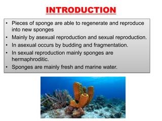 ANOOP KUMAR REPRODUCTION AND REGENRATION IN SPONGES.pptx