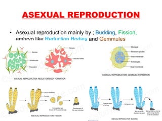ANOOP KUMAR REPRODUCTION AND REGENRATION IN SPONGES.pptx