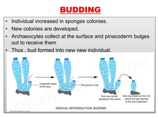ANOOP KUMAR REPRODUCTION AND REGENRATION IN SPONGES.pptx