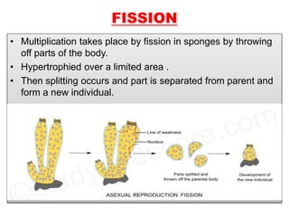 ANOOP KUMAR REPRODUCTION AND REGENRATION IN SPONGES.pptx