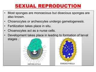 ANOOP KUMAR REPRODUCTION AND REGENRATION IN SPONGES.pptx