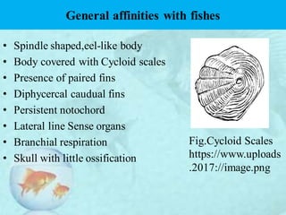 25.Lung fish, evolutionary history and economic importance | PDF