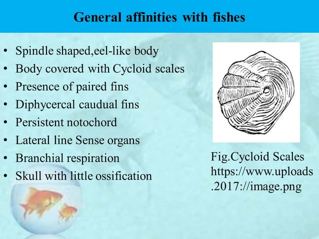 25.Lung fish, evolutionary history and economic importance | PDF