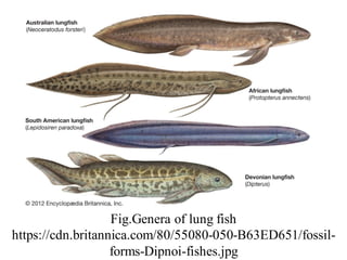 25.Lung fish, evolutionary history and economic importance | PDF